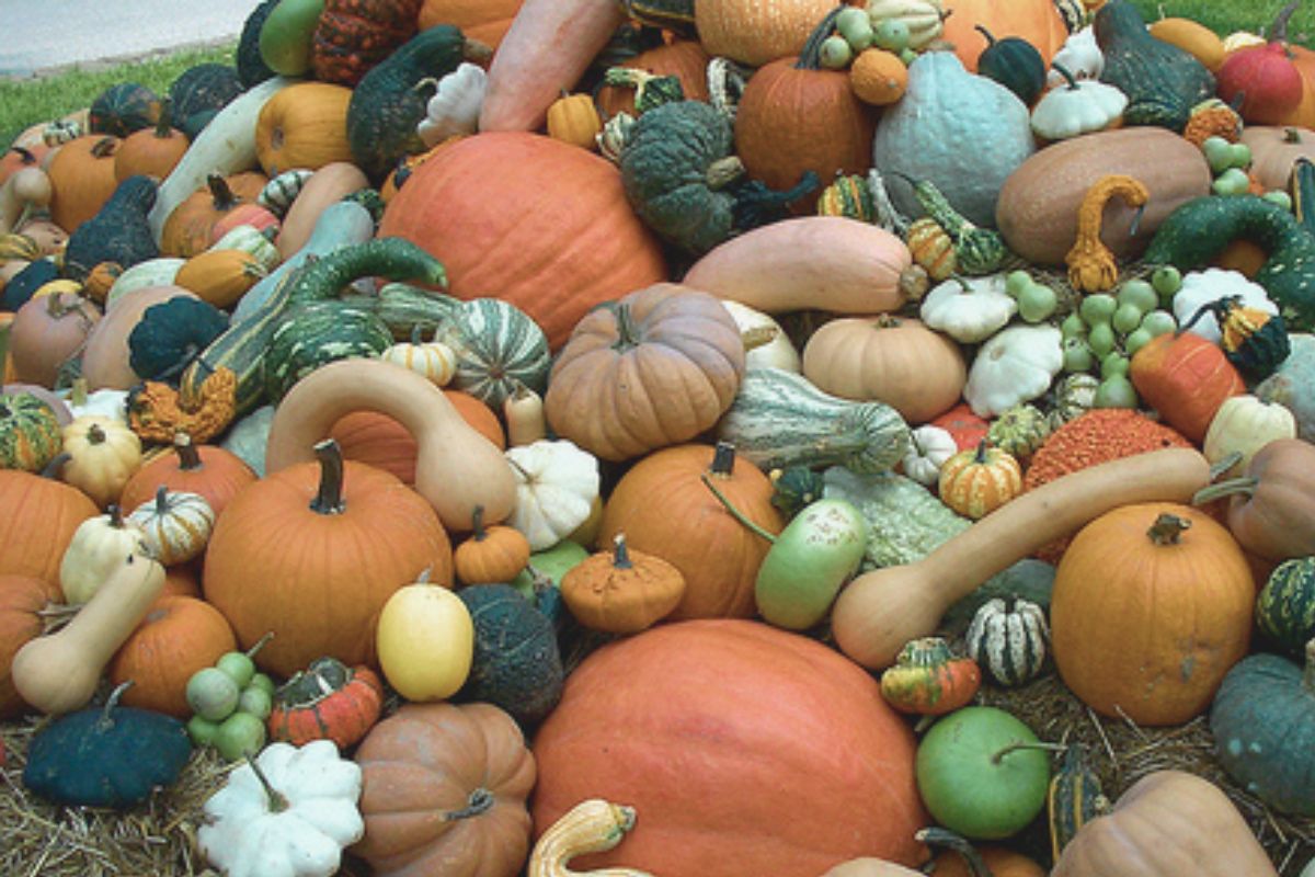 An Overview of Cucurbitaceae Family - happiness Gardening