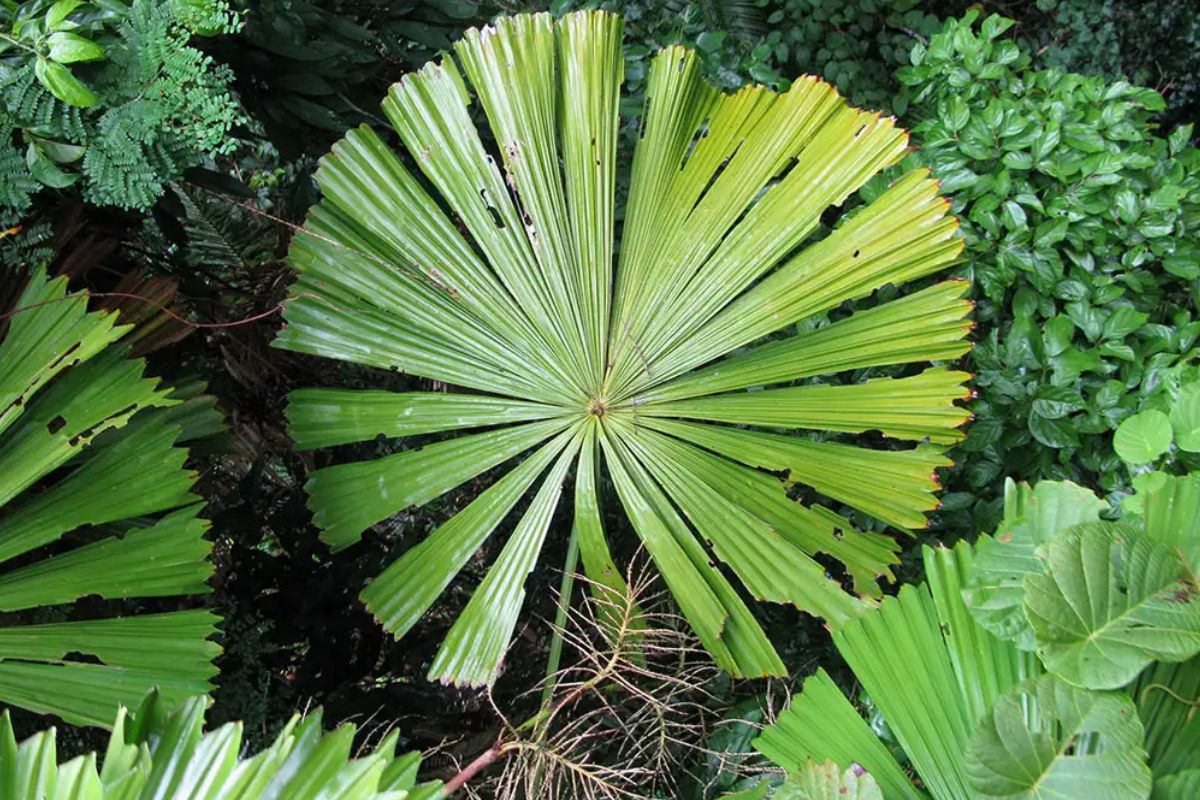 Discovering the Majesty of Tropical Plants: A Guide to Growing Tropical ...