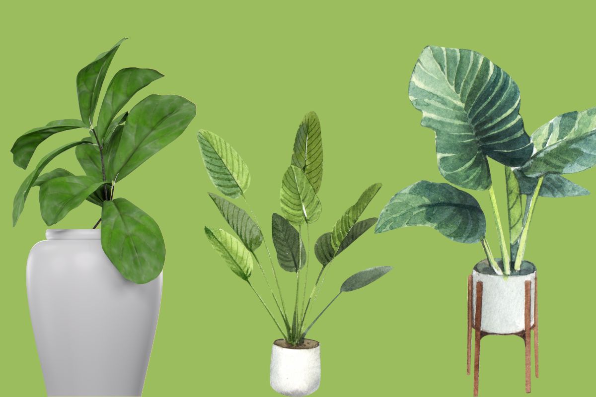 Discovering the Majesty of Tropical Plants: A Guide to Growing Tropical ...
