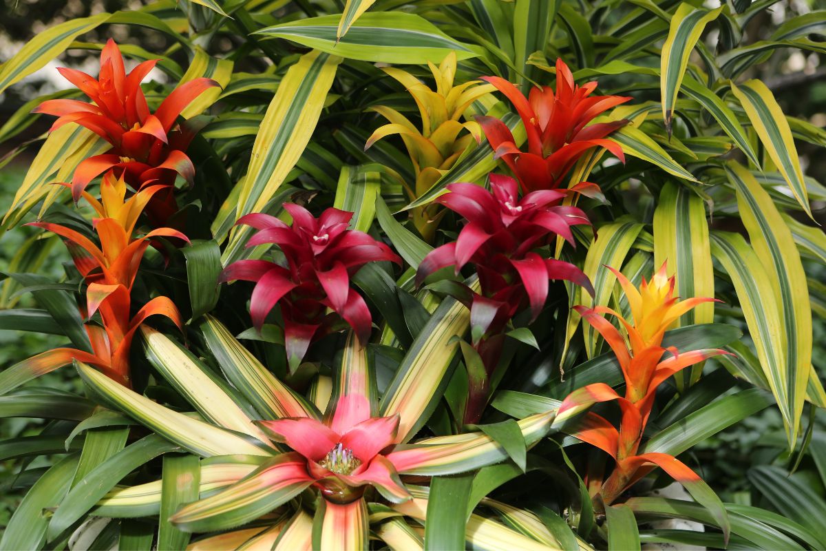 Discovering the Majesty of Tropical Plants: A Guide to Growing Tropical ...